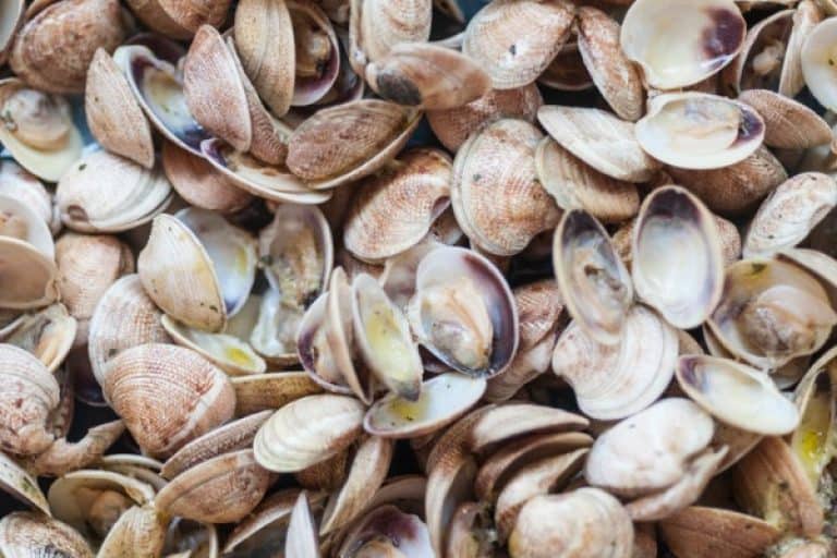 Types of Clam Chowder: Embrace 7 Classic Variations and Explore New ...